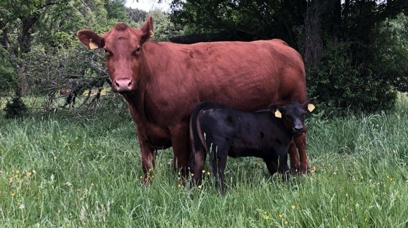 BioAlb Weidefleisch - Schömberg-Schörzingen