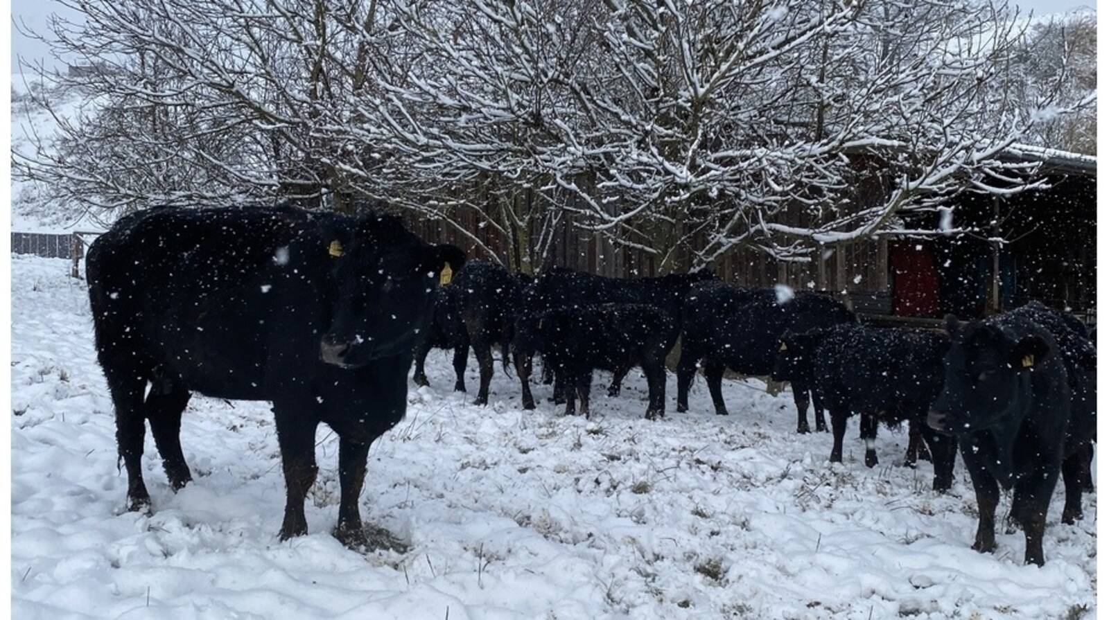 Edertal Angus GbR - Bad Wildungen