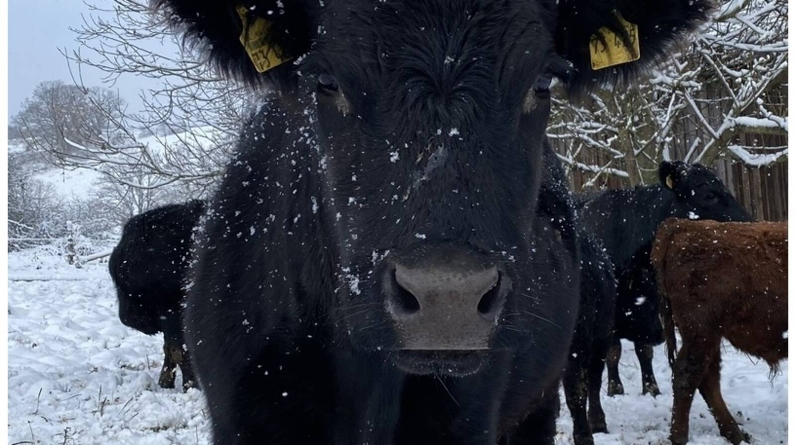 Edertal Angus GbR - Bad Wildungen