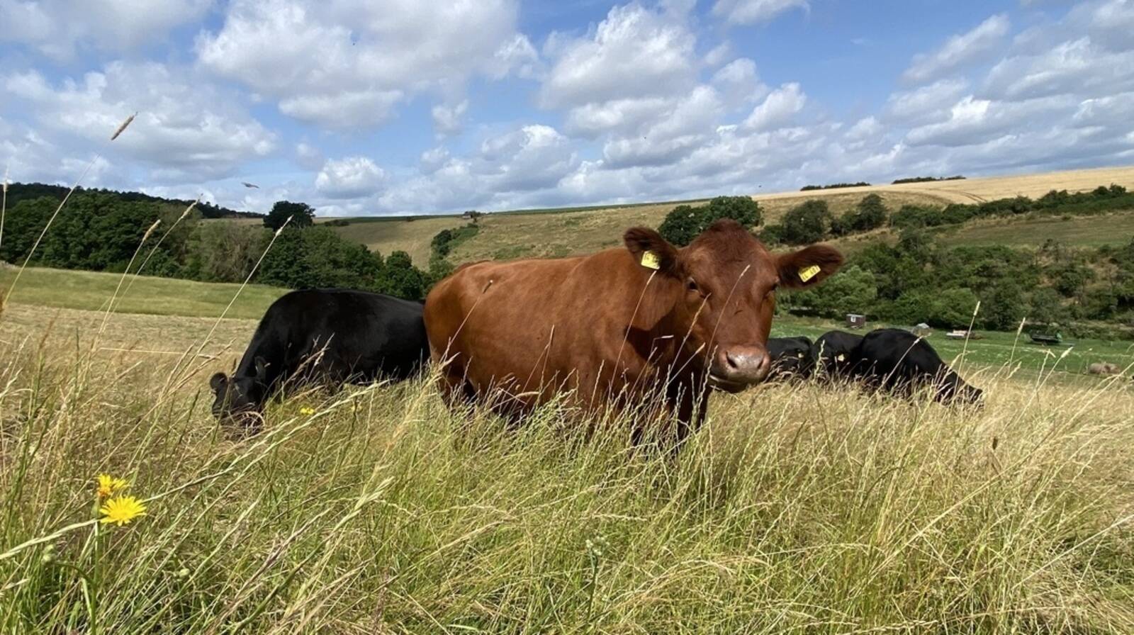 Edertal Angus GbR - Bad Wildungen