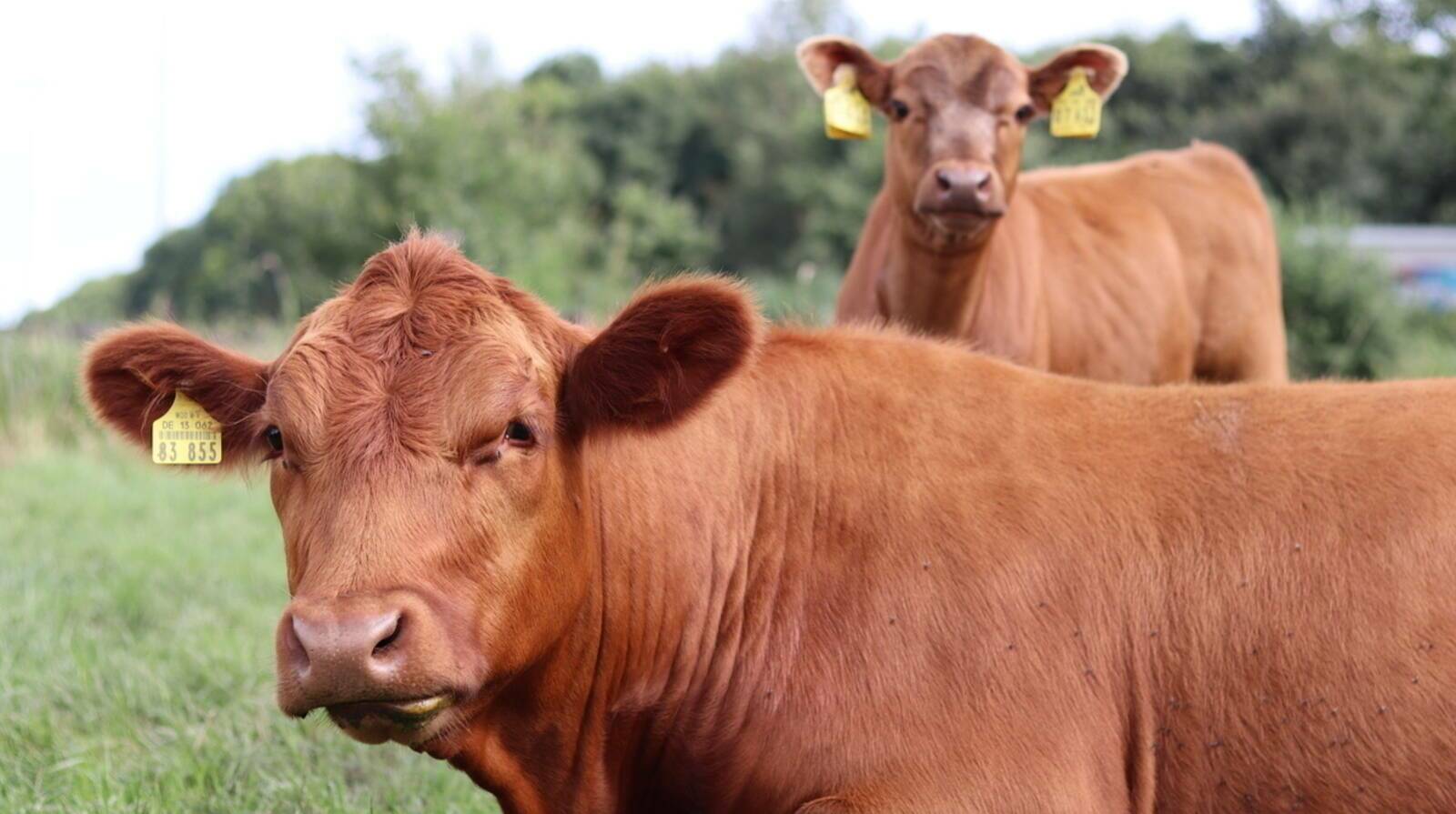 Angus Rindfleisch online kaufen, direkt vom Bauern aus Bremen Blockland ...