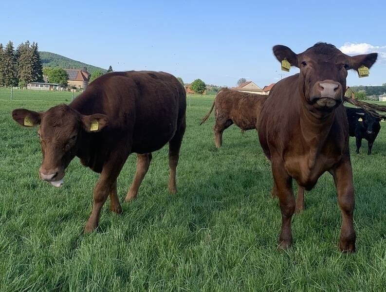 Rindfleisch direkt vom Bauernhof - Angus vom Backenberg bei Göttingen