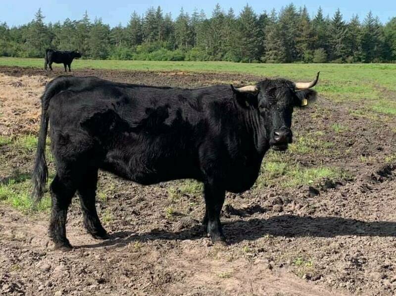 Rindfleisch direkt vom Bauernhof - Hof am Altendeich bei Husum